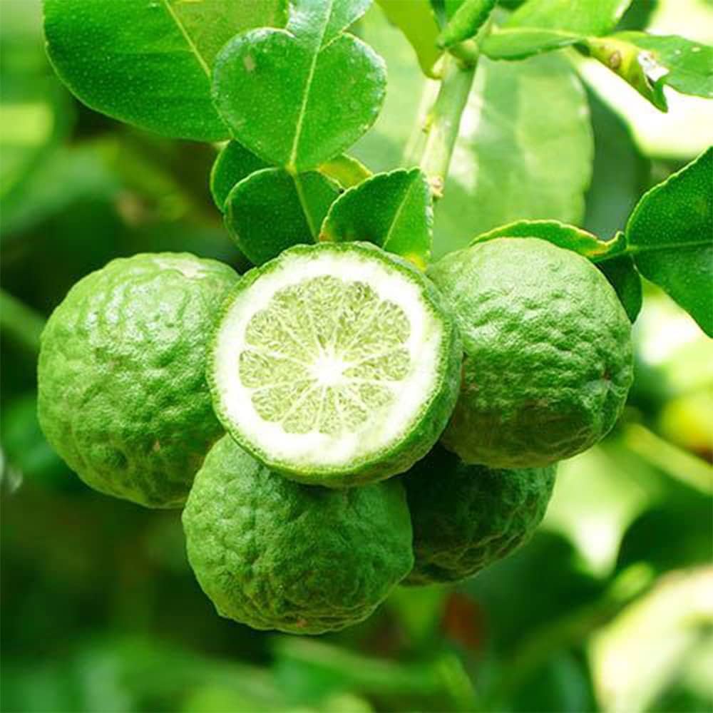 Unlocking the Power of Citrus Bergamot: The Ultimate Guide to its Heal